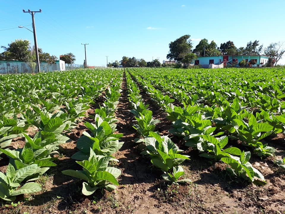 Esfuerzos en la producción de tabaco en Pinar del Río - Radio Reloj ...