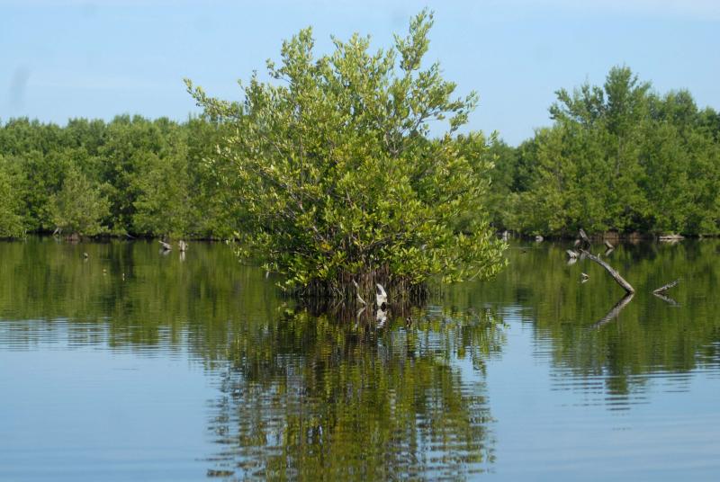 Un manglar que vuelve a la vida - Radio Reloj, emisora cubana de la ...